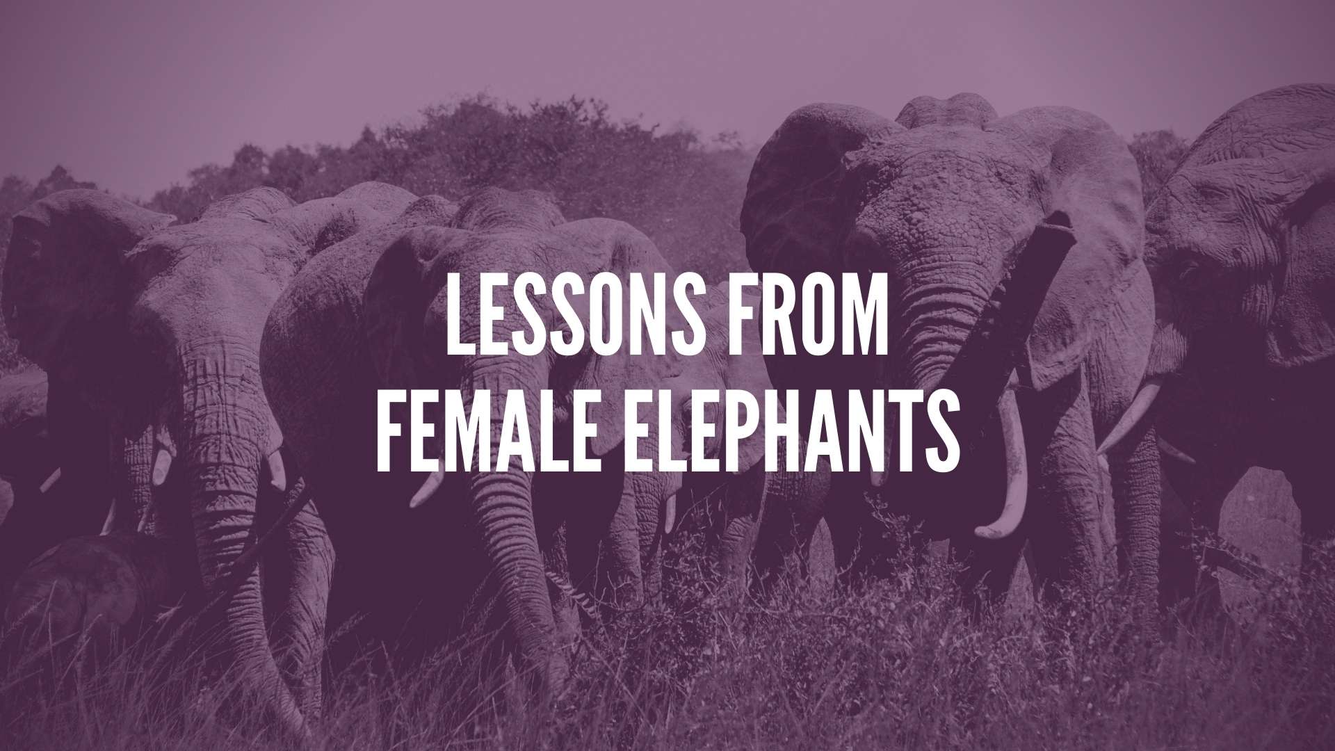 Lessons From Female Elephants - Kathrine Lee