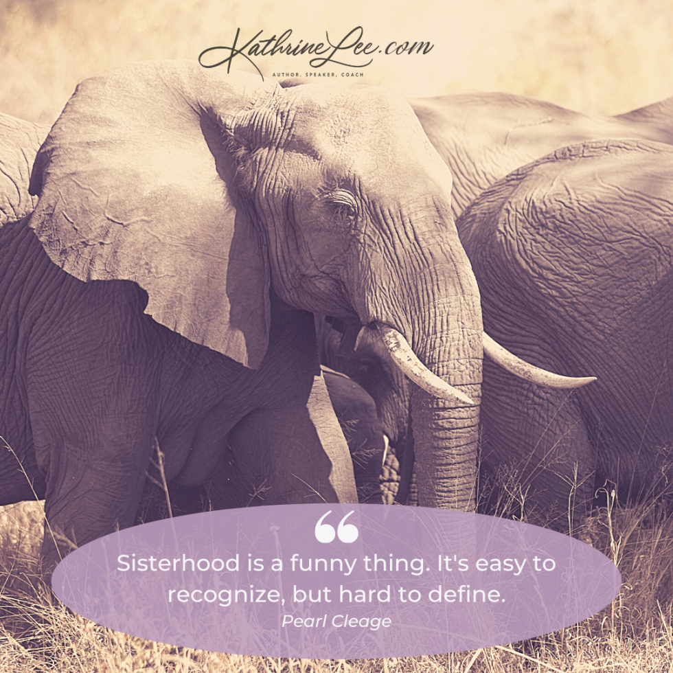 Lessons From Female Elephants - Kathrine Lee